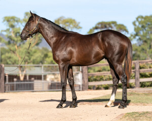 2024 Classic Yearling Sale - Inglis