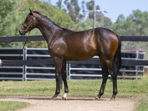 2024 Premier Yearling Sale - Inglis