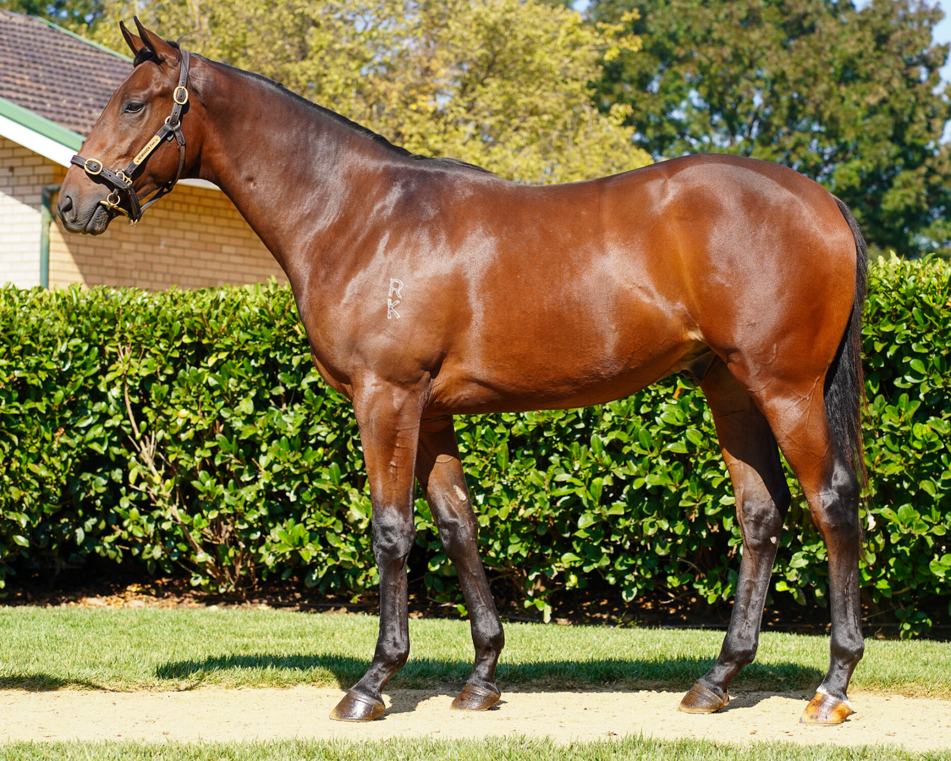 2024 Australian Easter Yearling Sale - Inglis