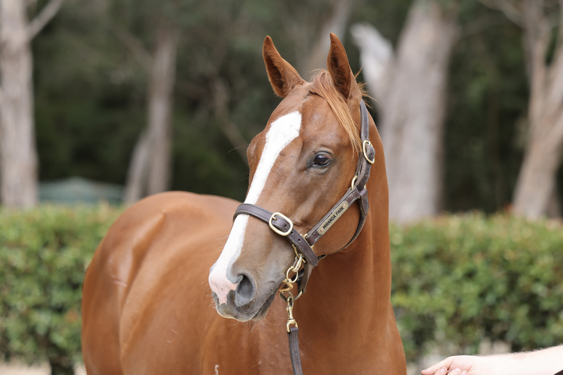 2025 Premier Yearling Sale - Inglis