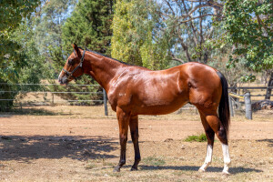 2025 Premier Yearling Sale - Inglis