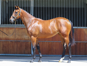 2025 Premier Yearling Sale - Inglis