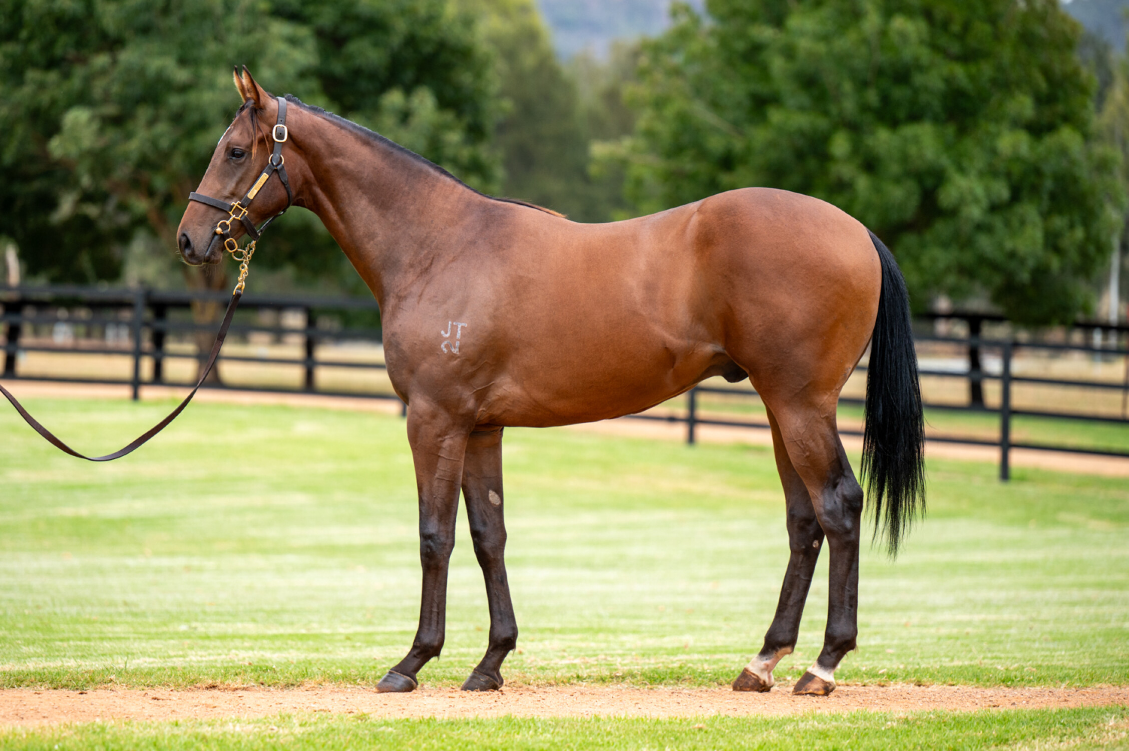 2025 Australian Easter Yearling Sale - Inglis