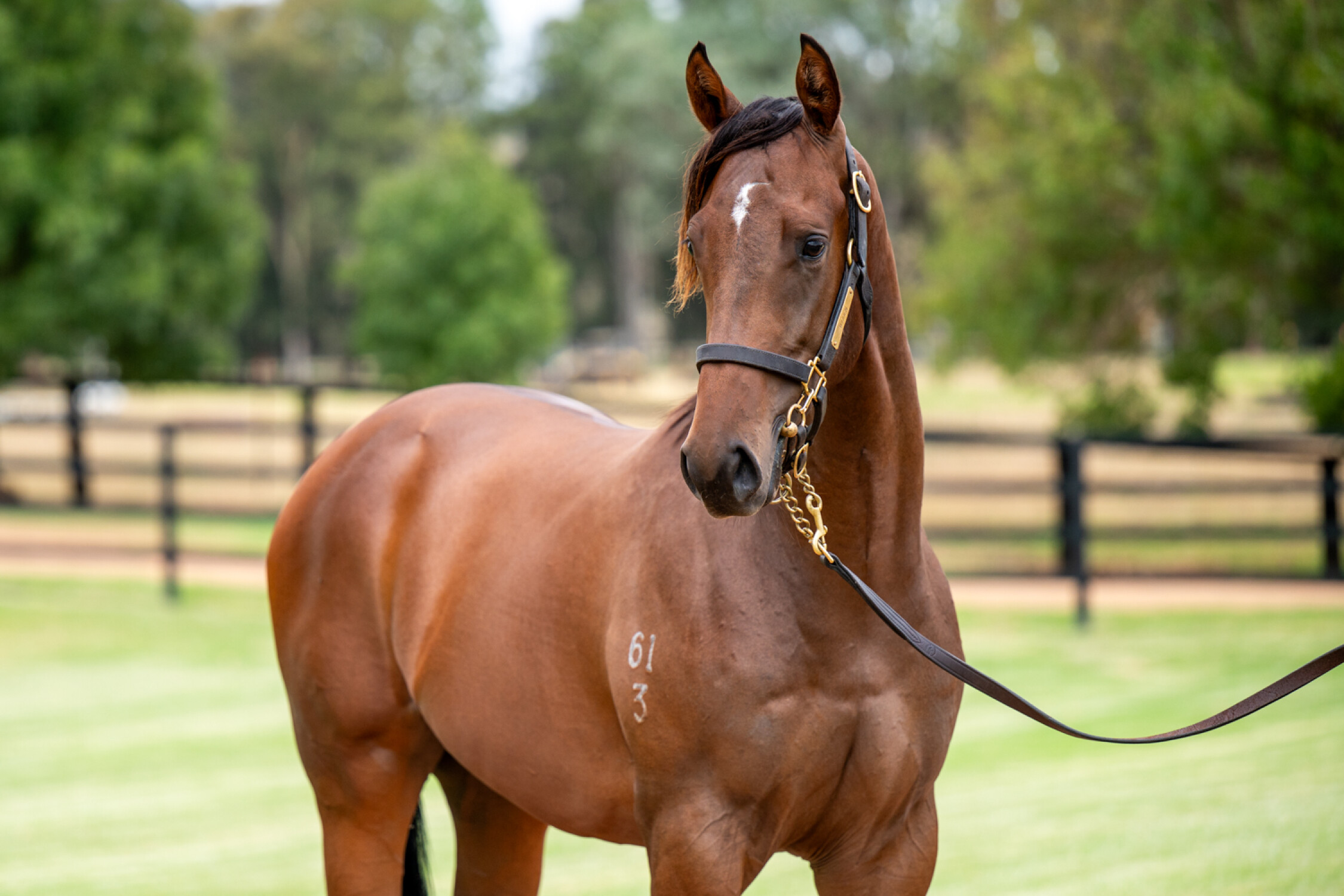 2025 Australian Easter Yearling Sale - Inglis