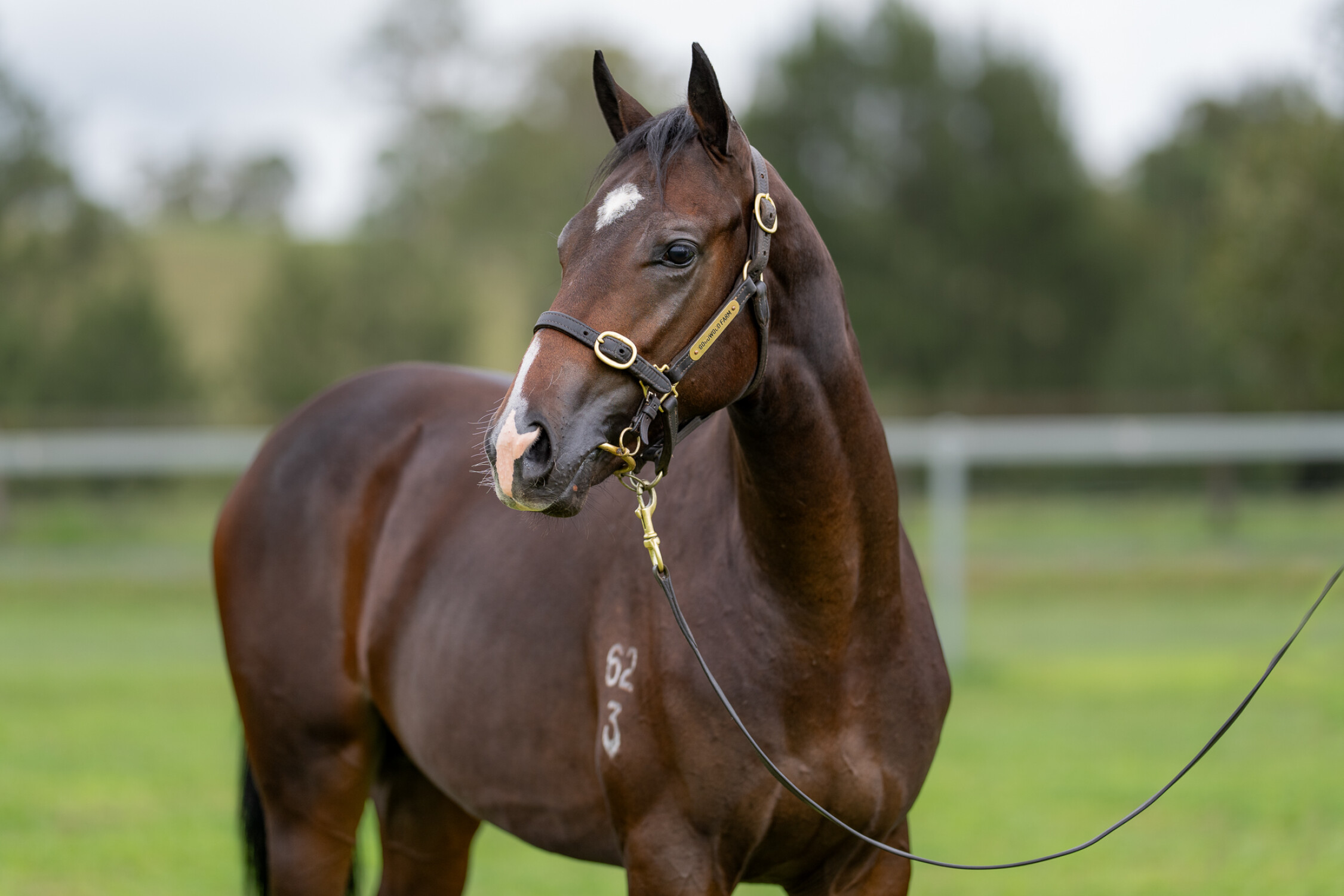 2025 Australian Easter Yearling Sale - Inglis