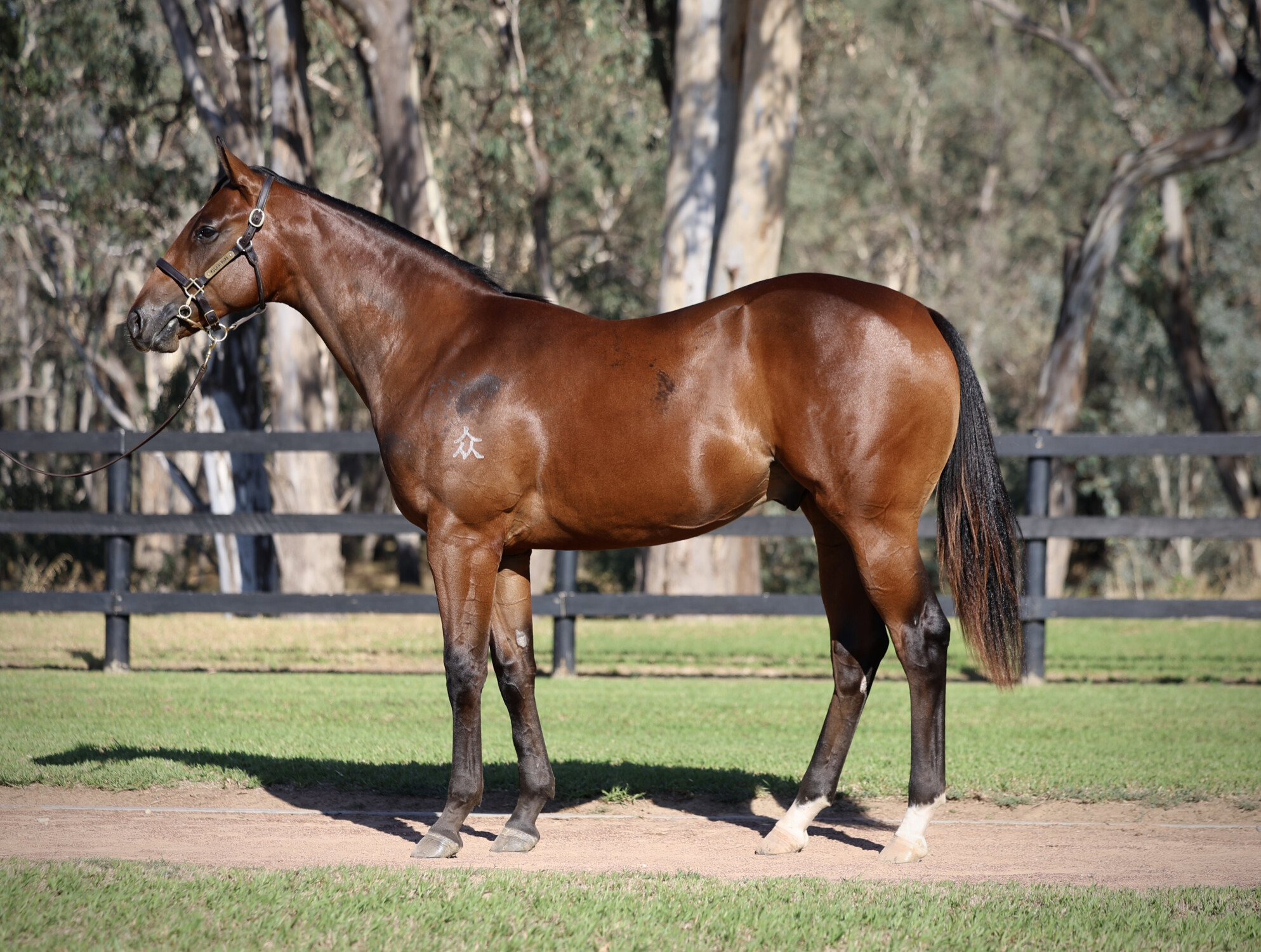 2025 Australian Easter Yearling Sale - Inglis