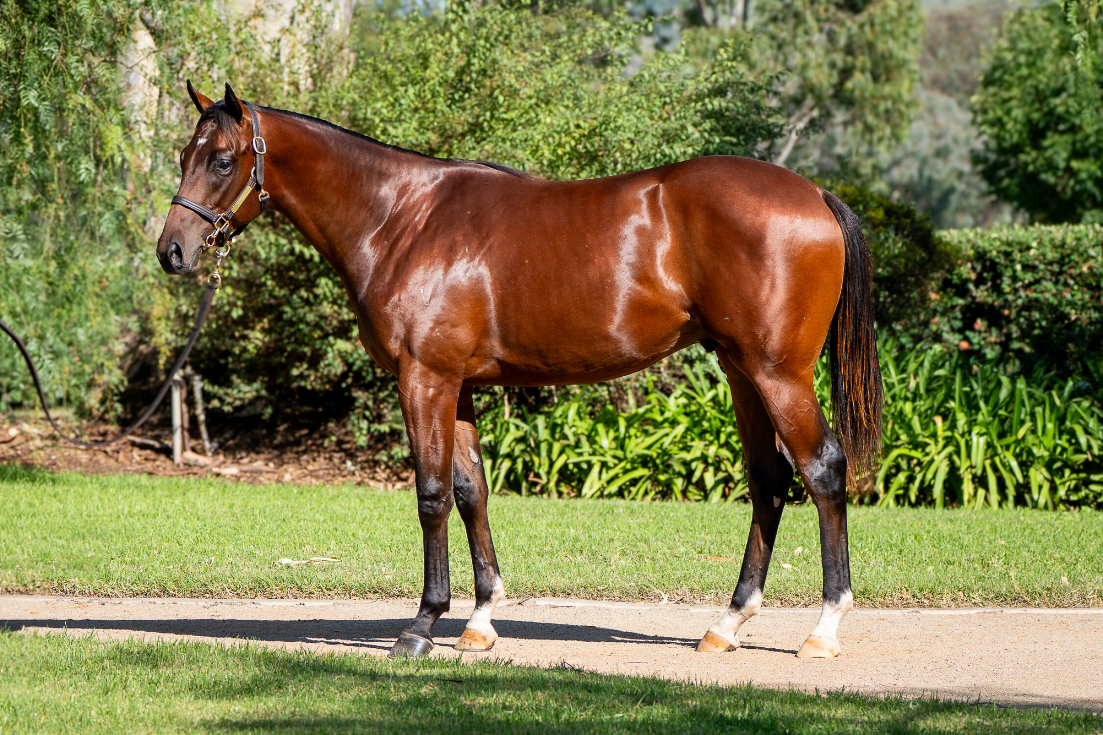 2025 HTBA Yearling Sale - Inglis