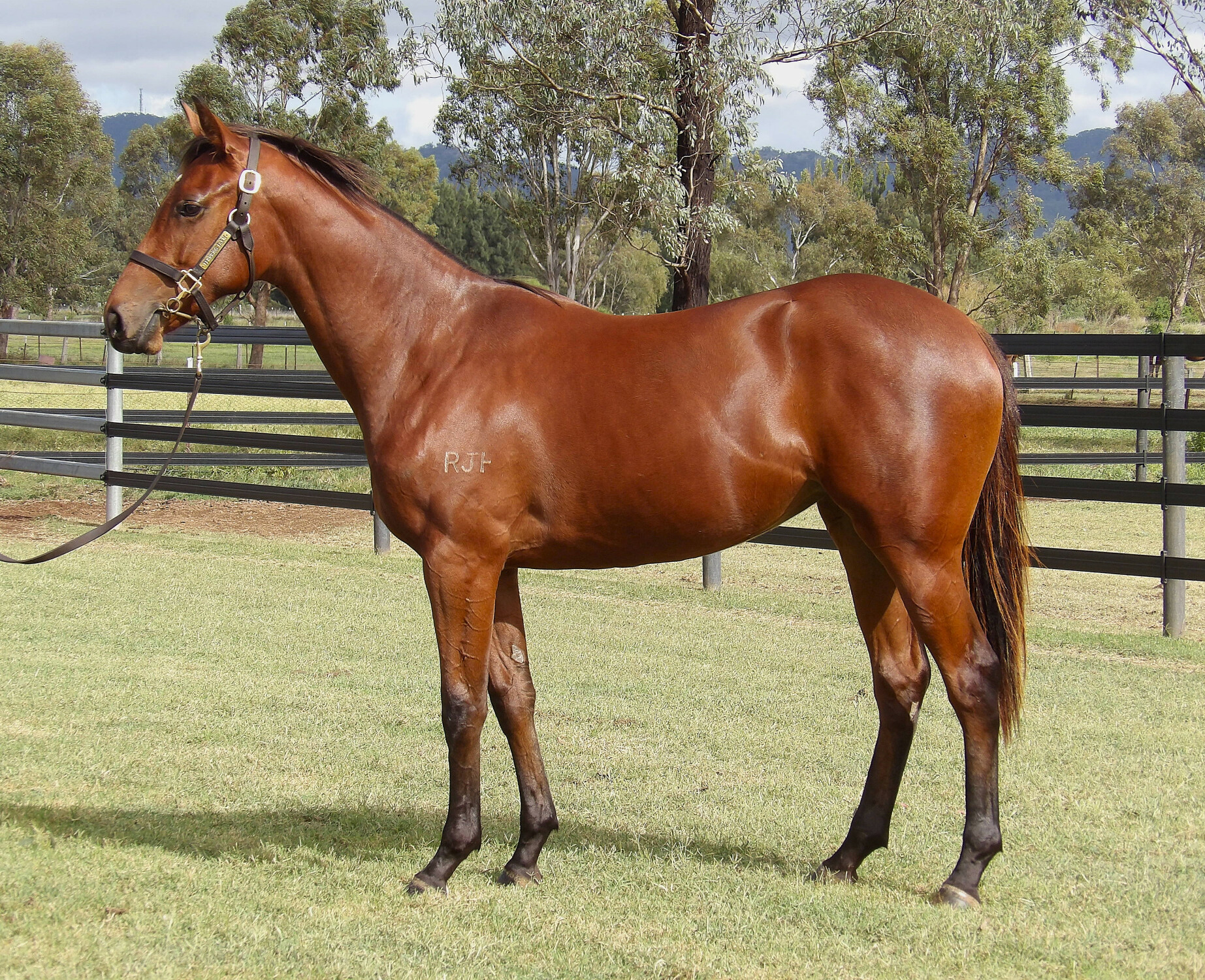 2025 HTBA Yearling Sale - Inglis