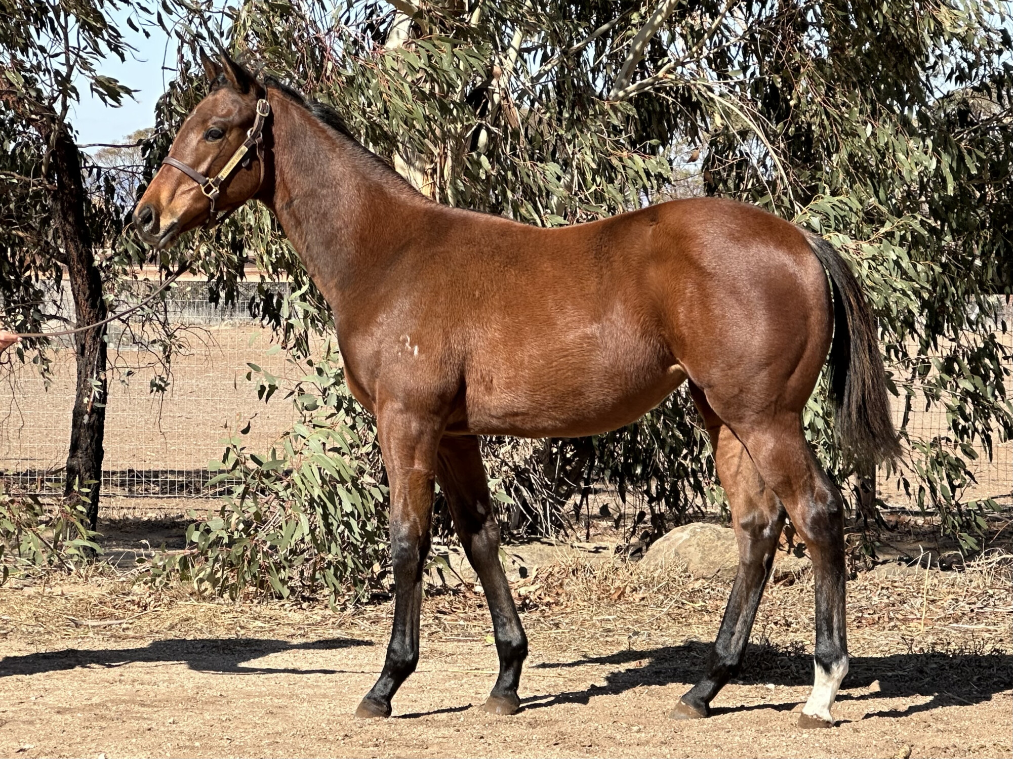 2025 Australian Weanling Sale - Inglis