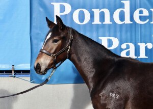 2025 Great Southern Sale - Inglis